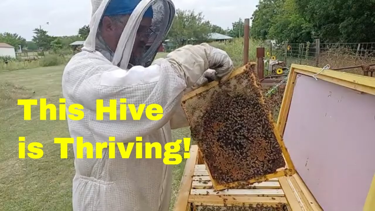 This is what a Thriving Layens Hive looks like! Yellow Hive Inspection 230704