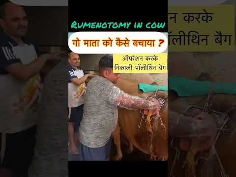 Rumenotomy in cow l dr umar khan