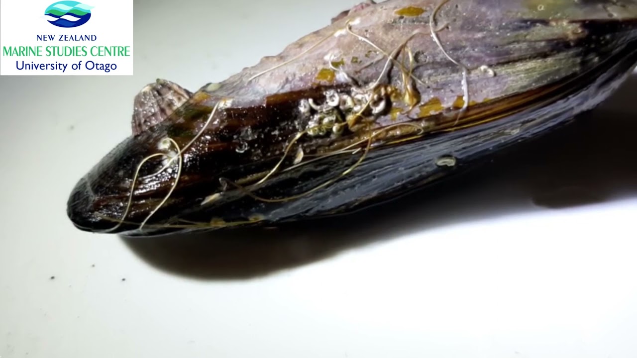 Mussel anatomy and dissection