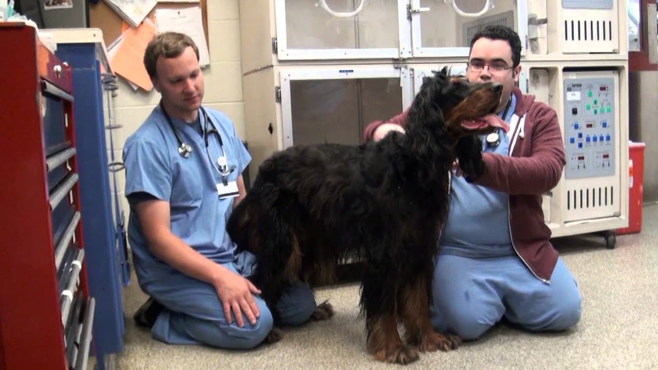 When Should You Take Your Pet to the Emergency Room