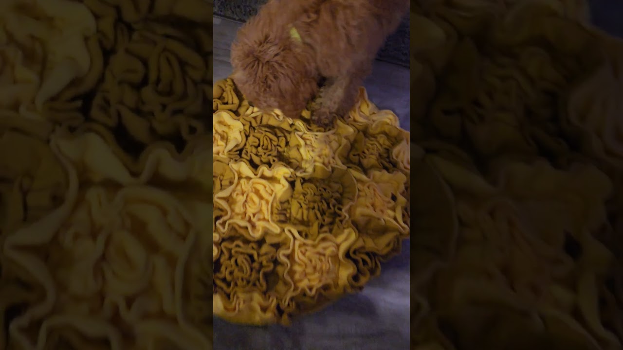 Snuffle mat! #izzys #doodlepuppy #toys #toypoodle #toypoodlelove #playtime #playmat