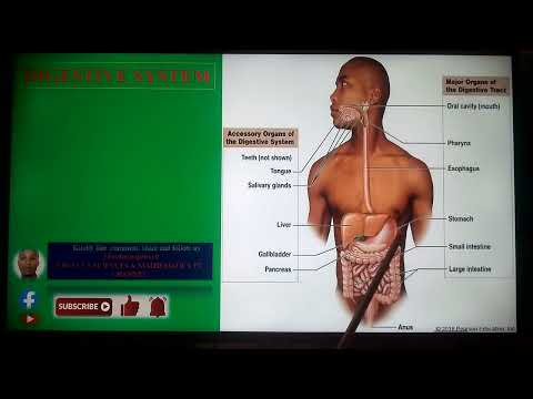 MAJOR AND ACCESSORY ORGANS OF THE HUMAN DIGESTIVE SYSTEM