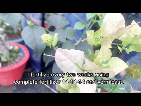 Hard Pruning Wajid Alisha bougainvillea
