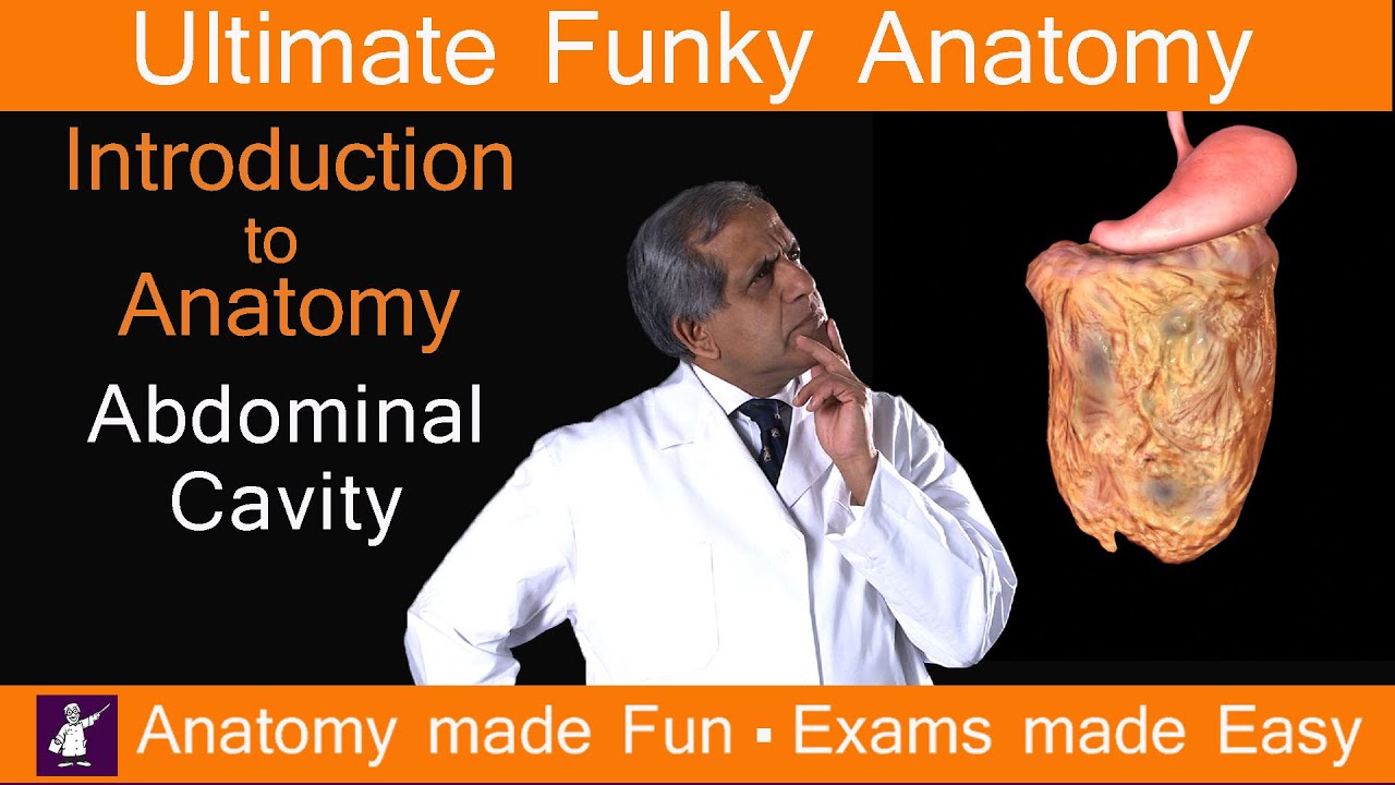 The Abdomen - Introduction to Abdominal and Peritoneal Cavity. Funky Anatomy, study with us!