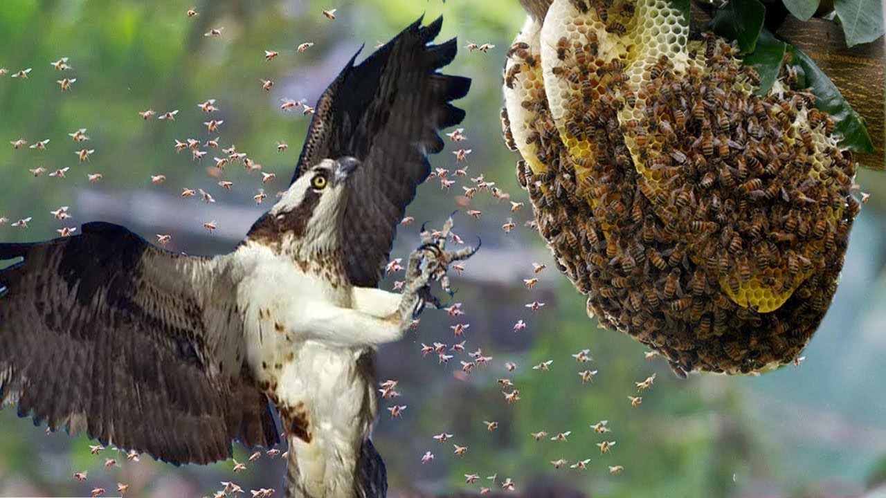 Eagles Desperately Attacks Beehives Stealing Honey And Larva - What Will Be The Outcome?