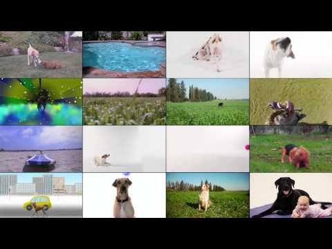 DOGTV presents: CHOOSE YOUR DOG