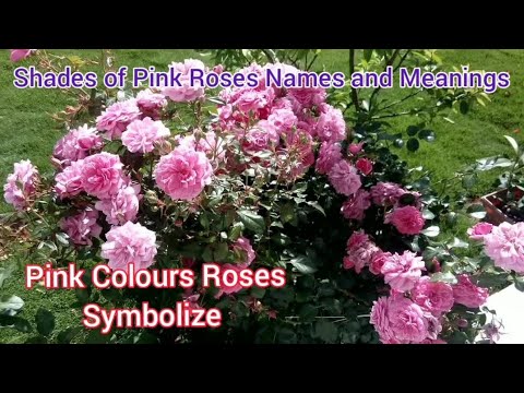 Pink Colours Roses Meanings | Pink Roses Colours Symbolize | Pink Shades Names Express