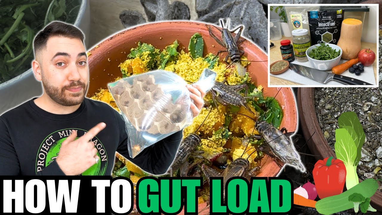 STOP! DO NOT FEED YOUR REPTILES BEFORE WATCHING THIS VIDEO! HOW TO GUT LOAD FEEDER INSECTS