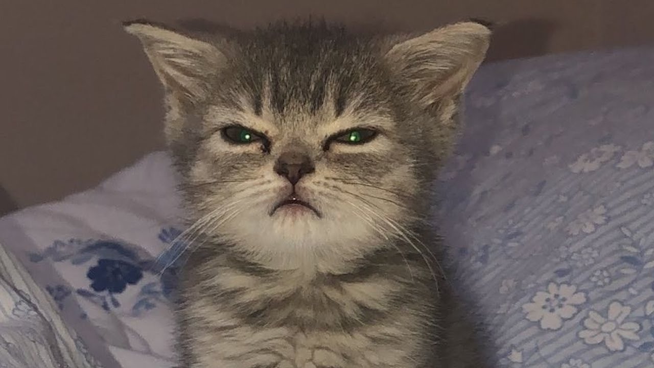 BEST CAT MEMES COMPILATION OF 2020 - 2021 PART 55 (FUNNY CATS)