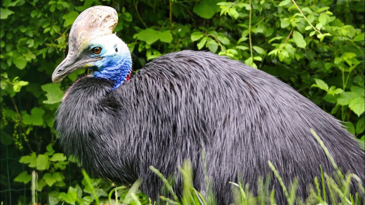 wild cassowary from egg to adult