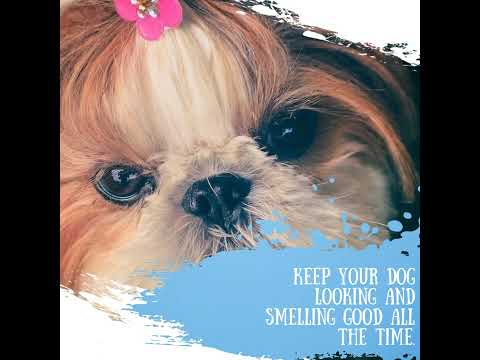 Mobile Dog Grooming, Katy, Cypress & Fulshear Texas