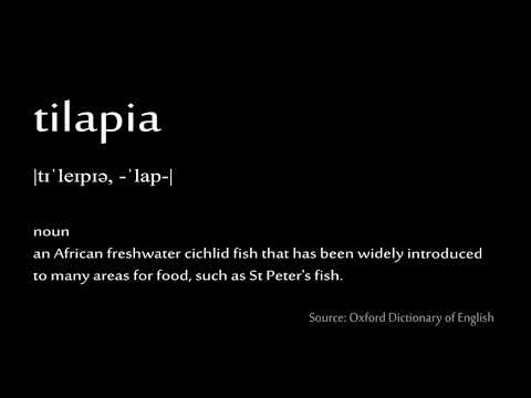 How to pronounce - tilapia