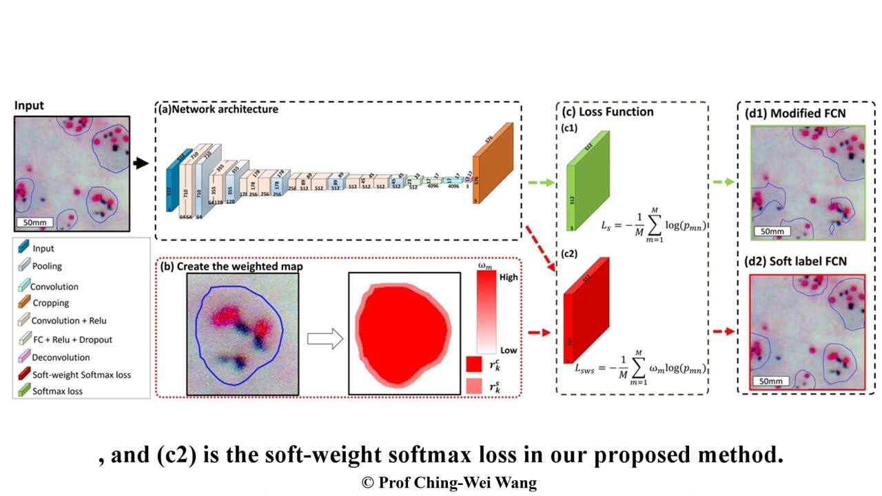 Soft Label Fully Convolutional Network in Application to Microscopic Image Analysis