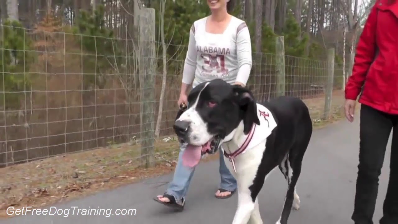 Dog Training Commands Guide - Basic to Advanced