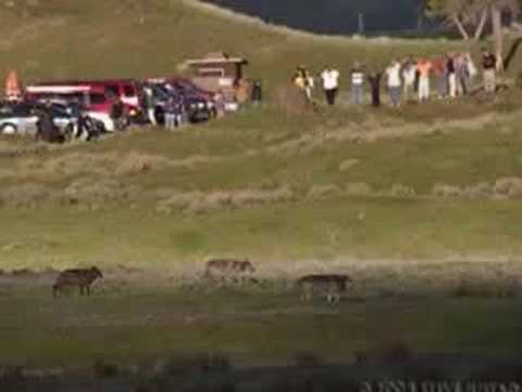 A Beautiful Ode To Limpy (Wolf 253M) | Howling For Justice