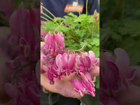 5 Long Lasting & Colourful Perennials for Your Shade Garden