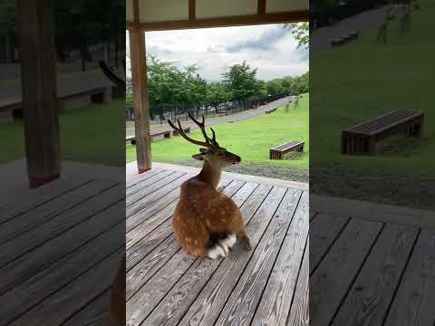Big Deer sitting on BENCH comfortably whilst some Chinese tourists speaking in Nara Park.