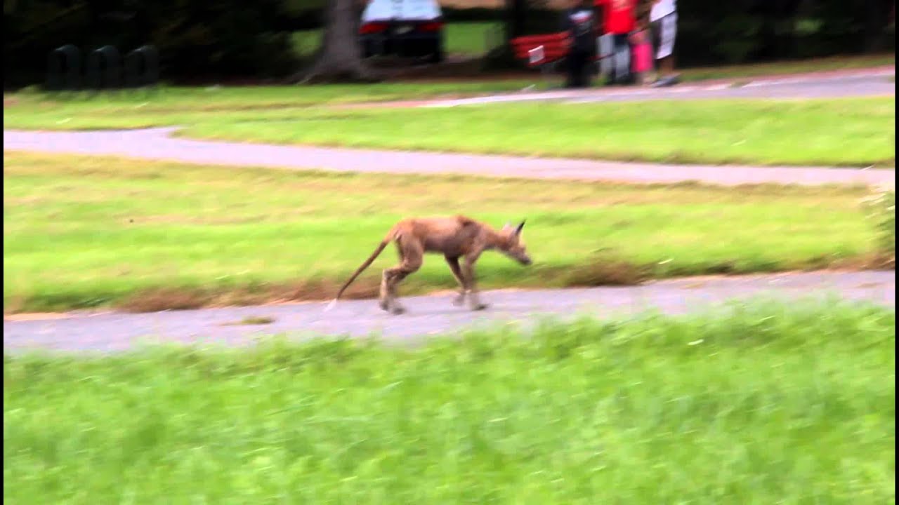 Chupacabra Spotted in NJ