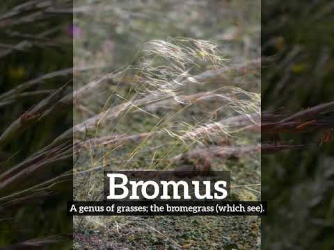 What is Bromus? | How to Say Bromus in English? | How Does Bromus Look?