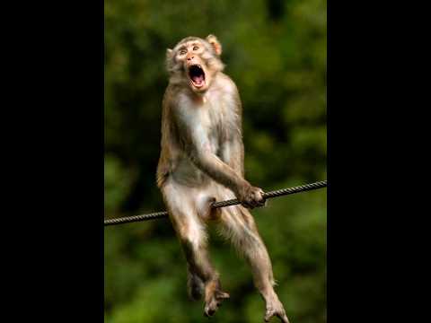 monkey screaming on a rope funny video #monkey #monkeys #monkeyvideo #funnyanimals #funnymonkey