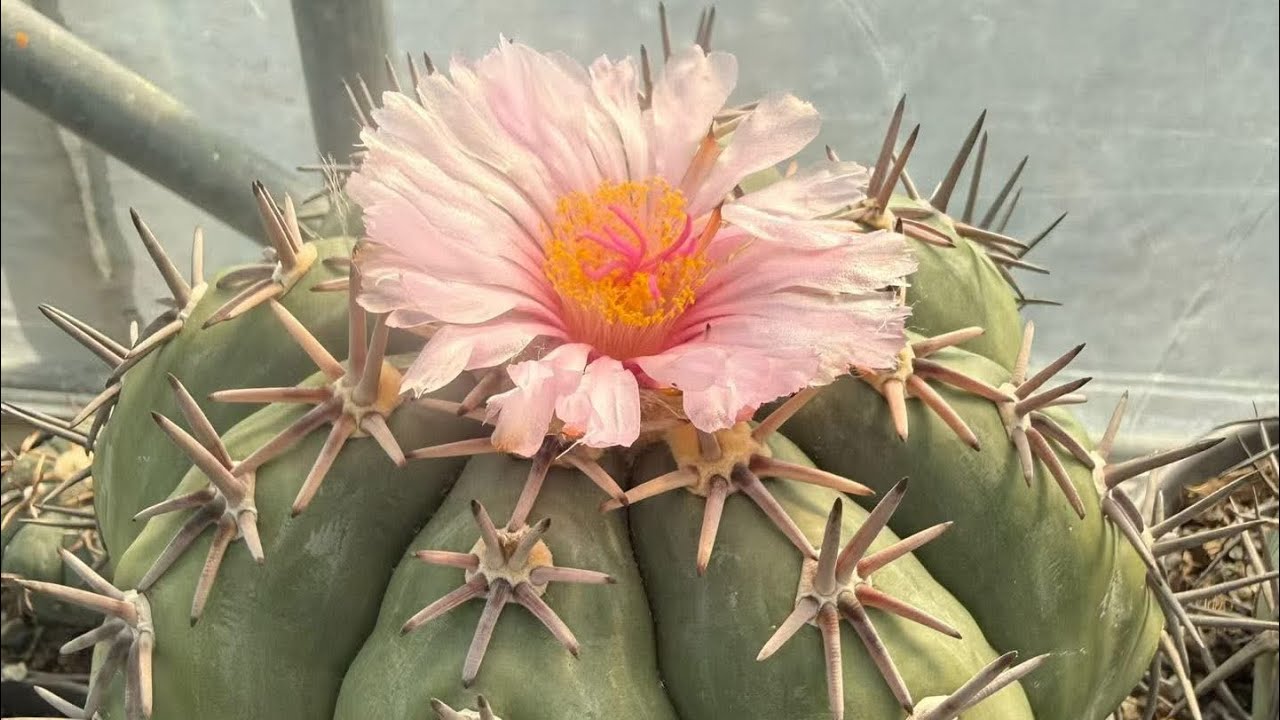 Cactus pictures farm tour! Let’s bring them home🌵❤️😊