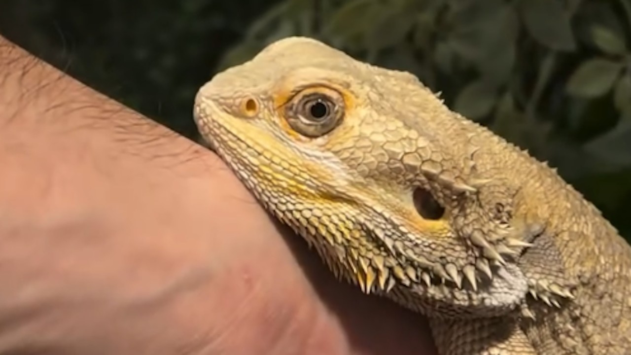 Rescue bearded dragon 'gets sad' and changes color when lonely