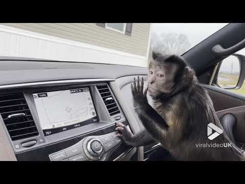 Monkey messing about with sat nav || Viral Video UK