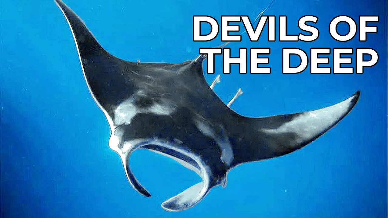 Inside the Secret World of the Manta Ray | Free Documentary Nature
