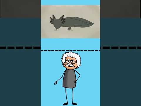 Salamander -The re-generation expert | Bio-science #amazing #animals