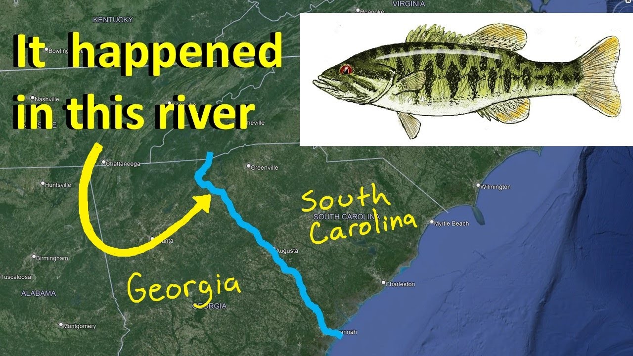 The weird connection between fish genetics and Gulf oil and gas