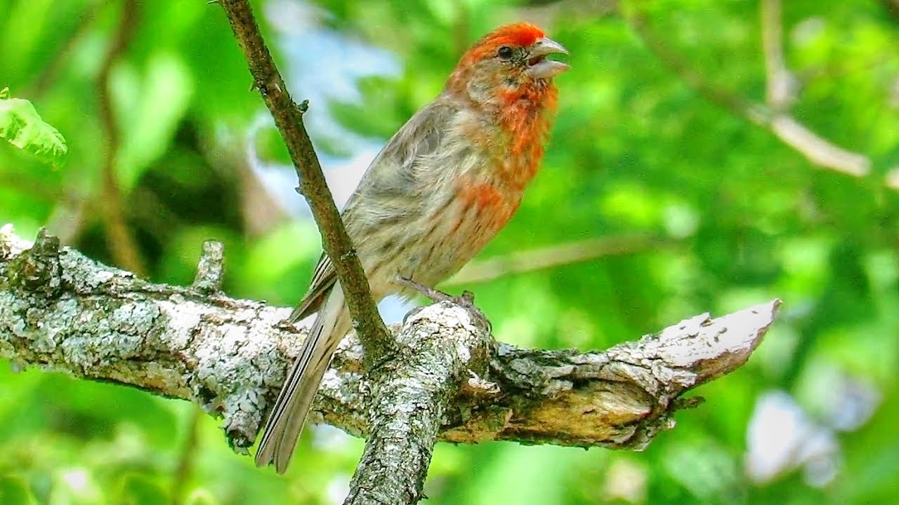 House Finch Call
