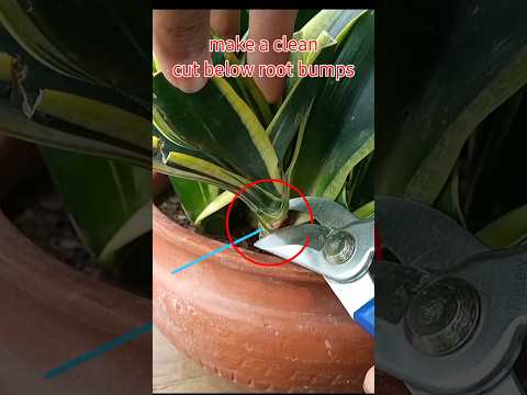 Snake Plant Propagation that You Must Try