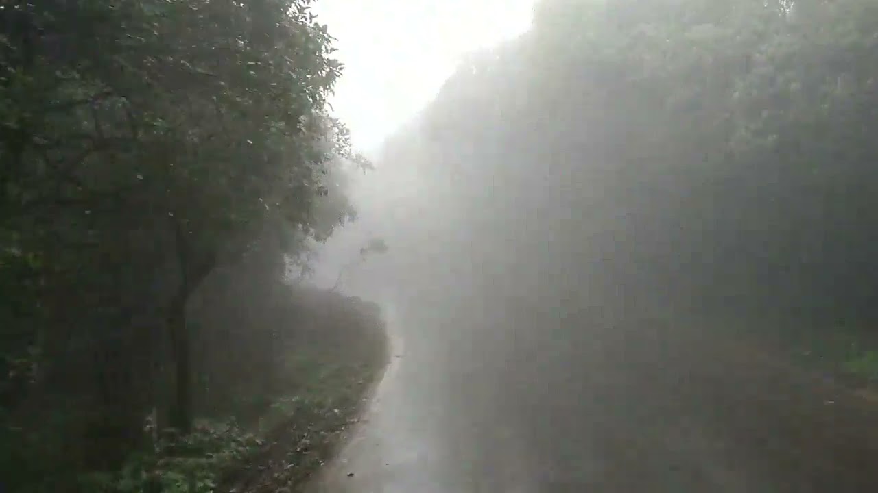 Misty Enchantment: The Mystery of a Foggy Forest