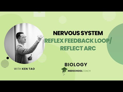 Reflex Feedback Loop and Reflex Arc