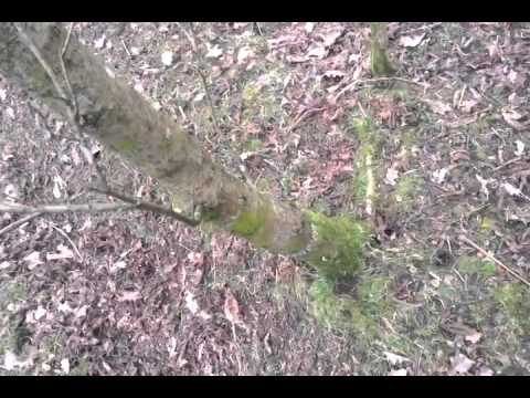 How to identify English Oak