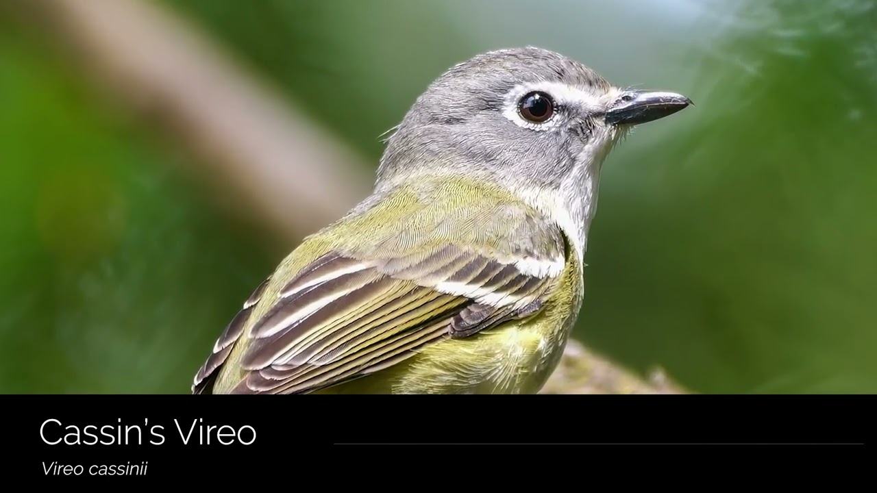 Cassin's Vireo