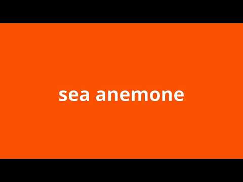 what is the meaning of sea anemone