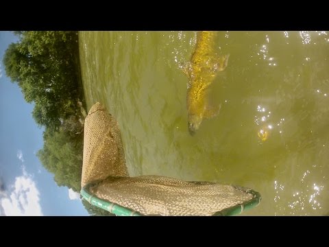 Blue Sucker Fish Research