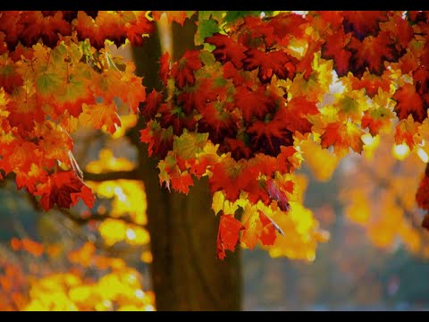 Colors of November Autumn 🍂