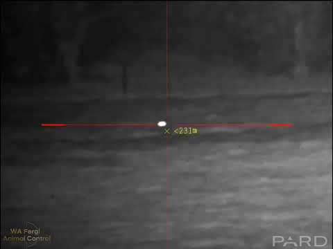 Pard DS35-70 LRF with IR940 using the Ballistic Calculator (Fox Shooting) #Nightvision #foxhunting
