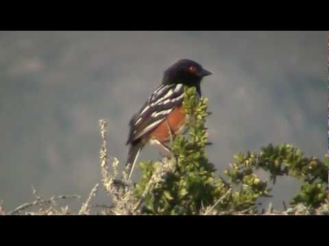 Rufous-sided towhees - Fri 15 Apr 2011 [XQ]