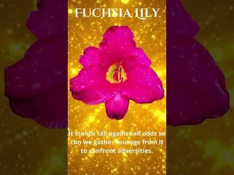 Fuchsia Lily Symbolic Meaning 💗 want to learn more ? Click the link in our bio!!!