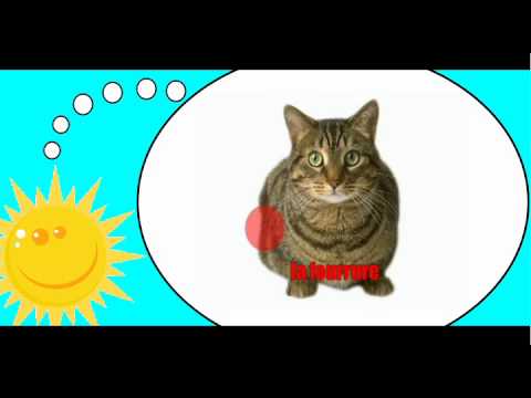 FRENCH SUMMER SCHOOL = Le chat = Vol2