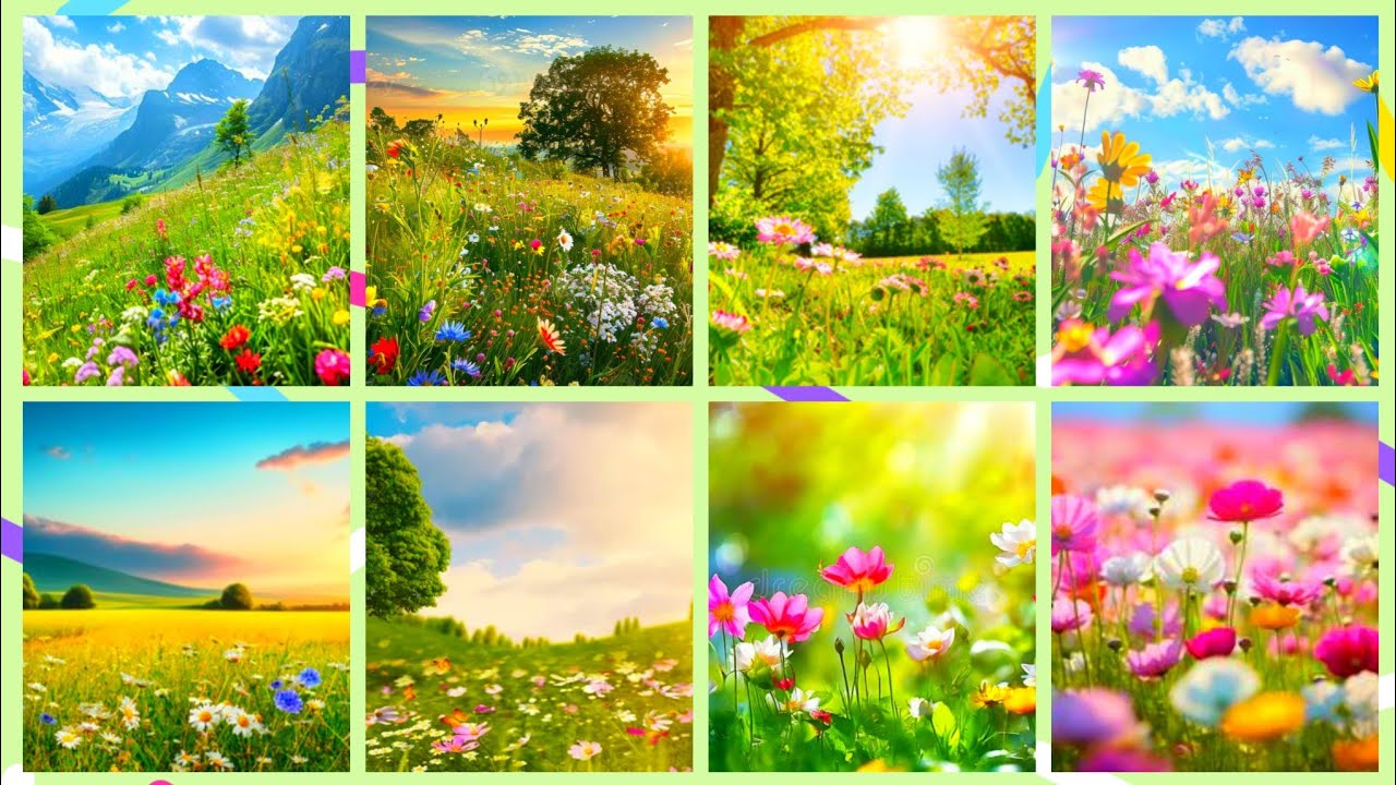 Summer Look 😍 Flowers World Wallpapers @Nature Beautiful Wallpapers
