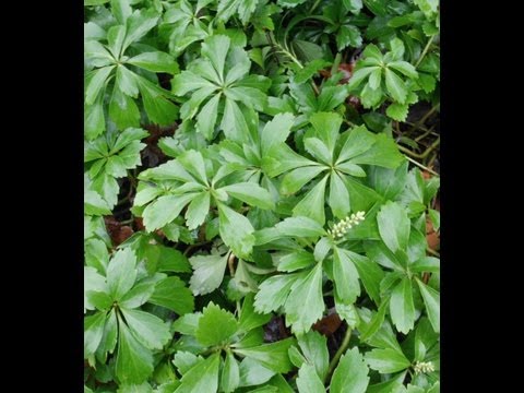 PACHYSANDRA GROUND COVER