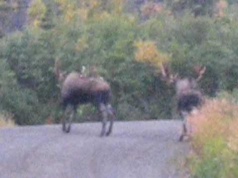 Moose Video | moosepedia