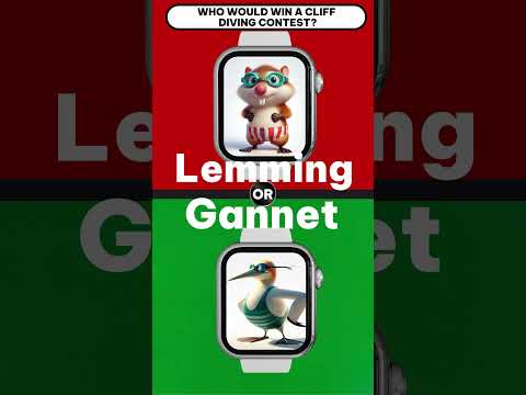 Quickfire choose one game: Best diver- Lemming or gannet- pick one now!