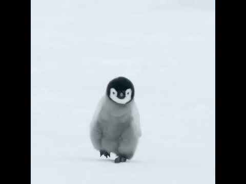 Super Cute Emperor Penguin Chick Walking Video | Falcon Aquarium Services