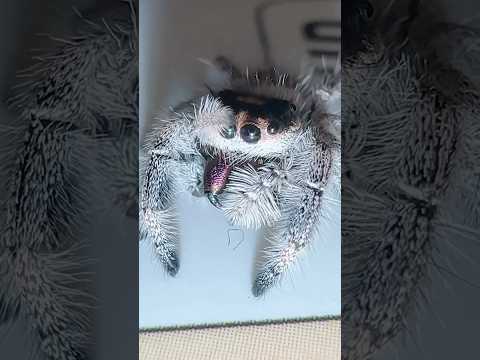 Do you love or hate her? #jumpingspider #phidippusregius #arachnophobia