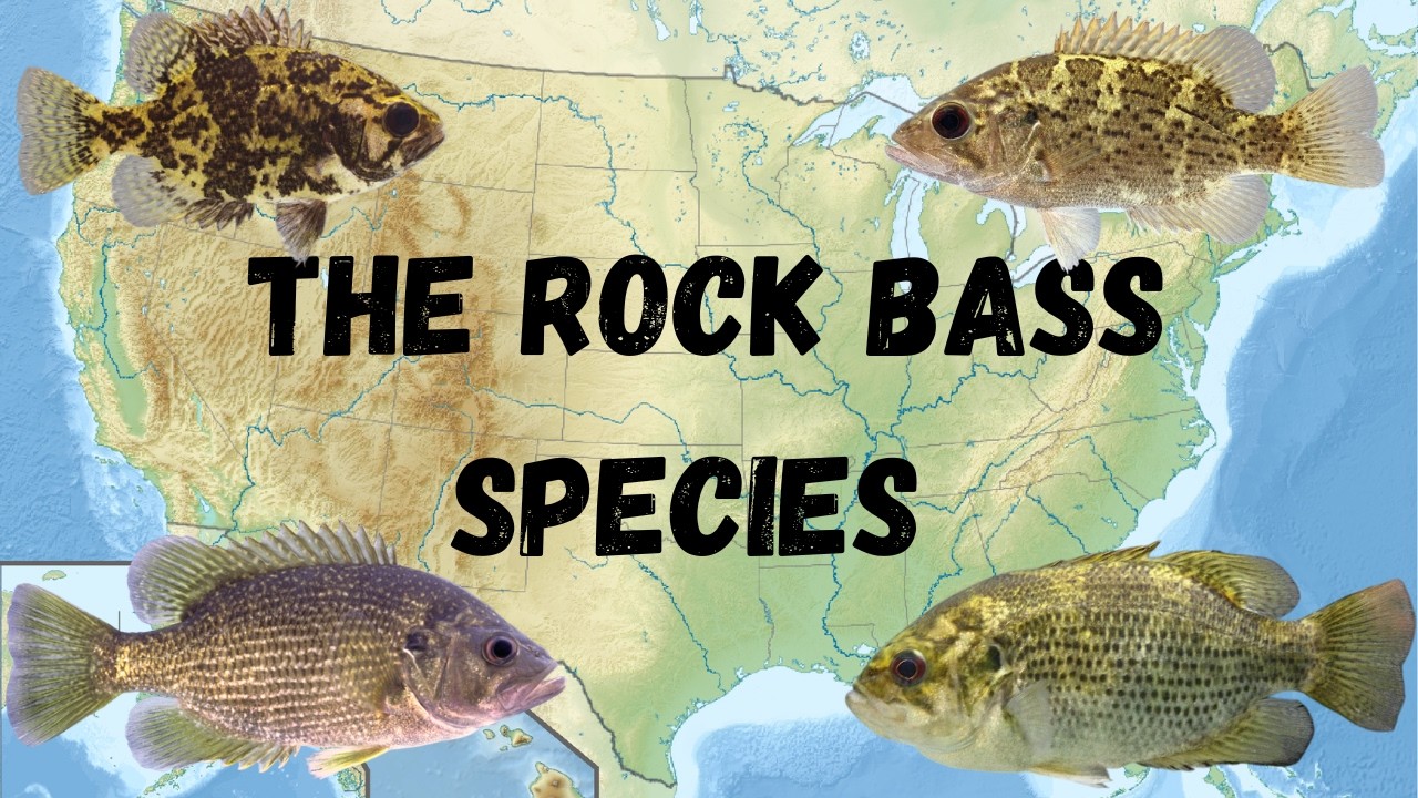 The Rock Bass Species of North America: Ambloplites (a species guide with range maps)